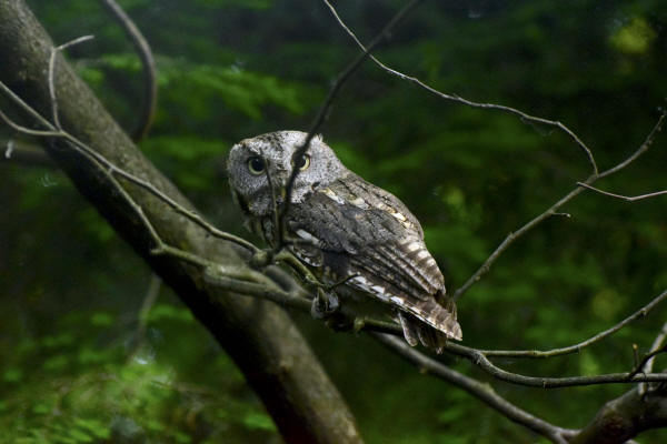 Latest Kane County bird sightings