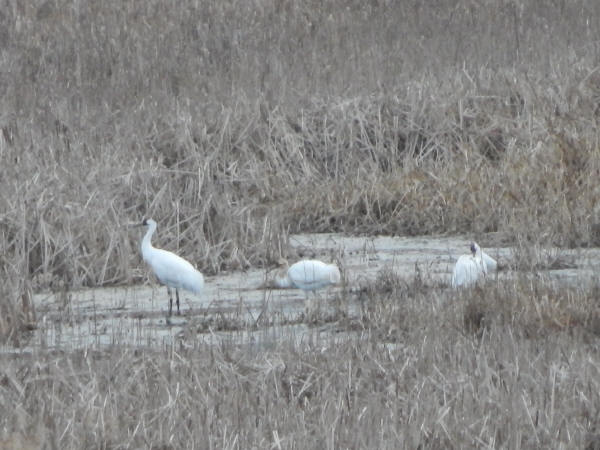 Latest Kane County bird sightings