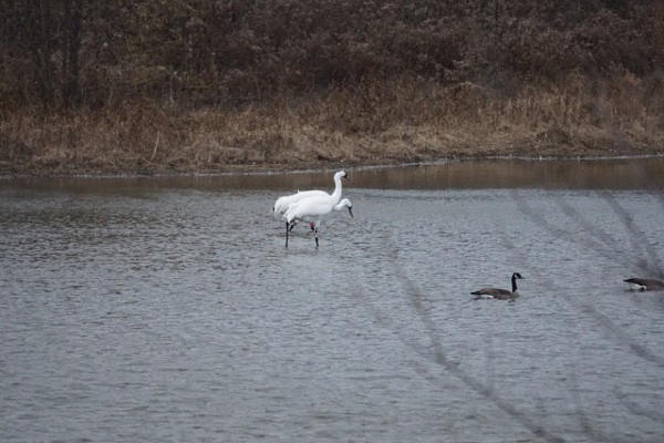 Latest Kane County bird sightings